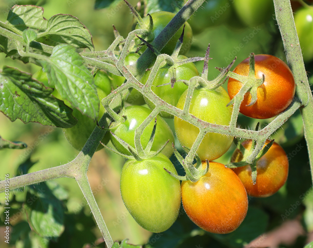 Jersey Devil Tomato Organic. Unusual and intriguing, the fire engine ...