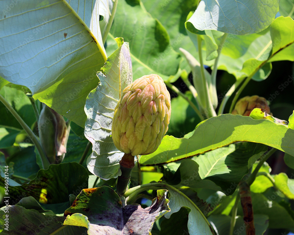 Fruit of Magnolia macrophylla, the bigleaf magnolia, is a deciduous ...