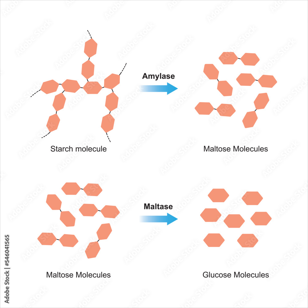 Scientific Designing of Starch Digestion. Amylase and Maltase Enzymes ...