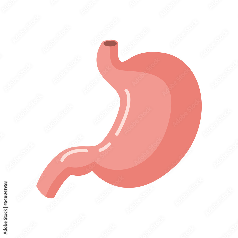 Stomach icon. Human internal organs symbol. Digestive system anatomy ...