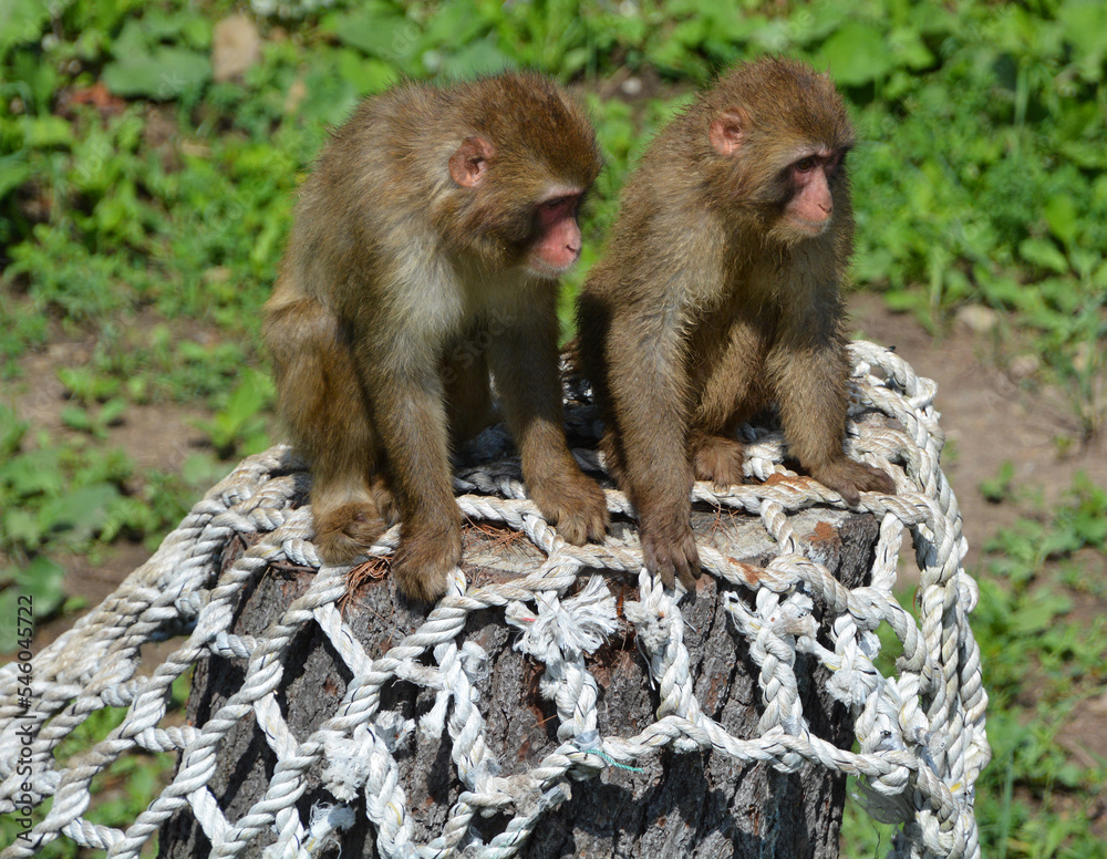 Japanese macaque Macaca fuscata, also known as the snow monkey, is a ...