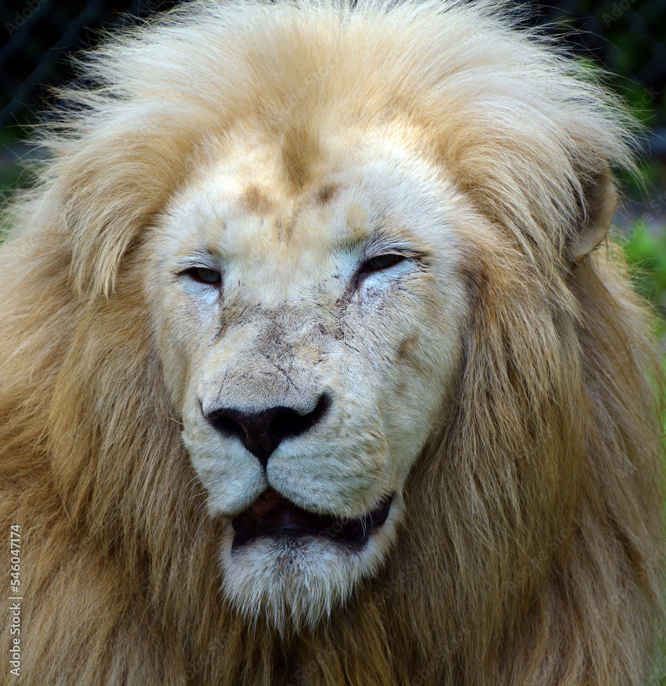 The White Lion Is Occasionally Found In Wildlife Reserves In South Africa And Is A Rare Color