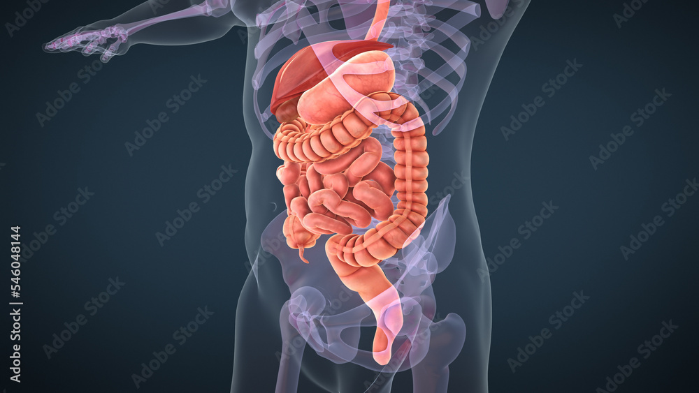 Anatomy of human digestive system Stock Illustration | Adobe Stock