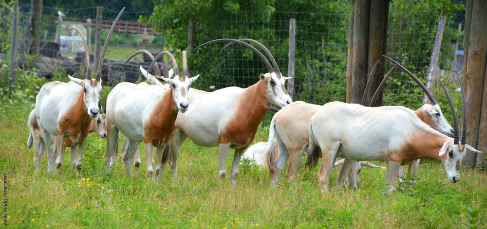 Addax, also known as the white antelope and the screwhorn antelope, is ...
