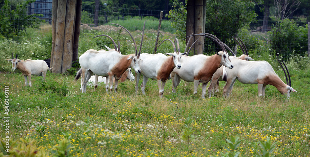 Addax, also known as the white antelope and the screwhorn antelope, is ...