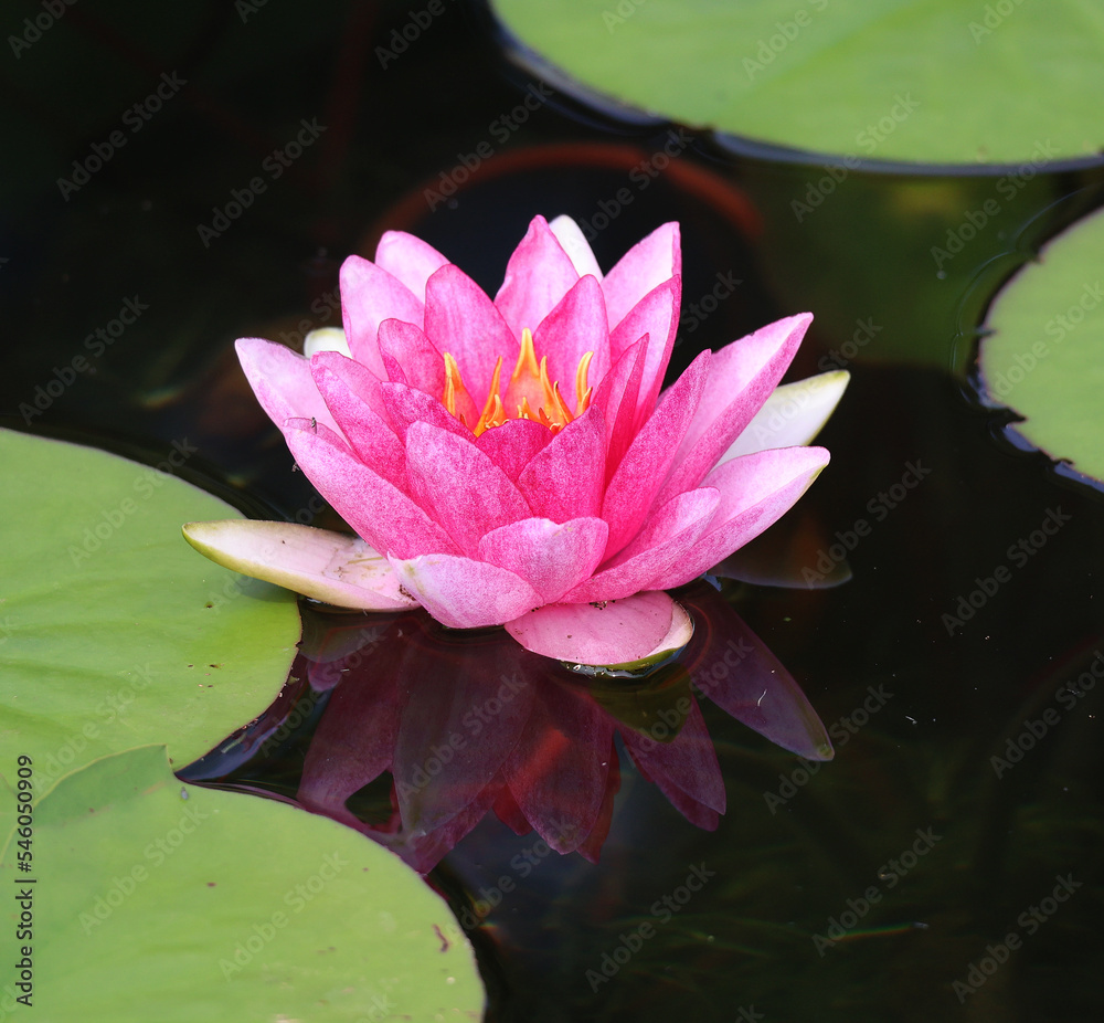 Water lily. Nymphaeaceae is a family of flowering plants. Members of ...