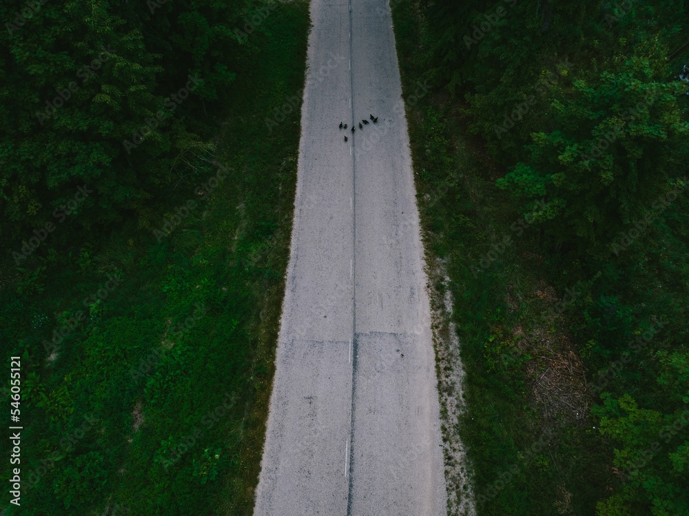 Drone view of a a straight asphalt road in greenery Stock Photo | Adobe ...