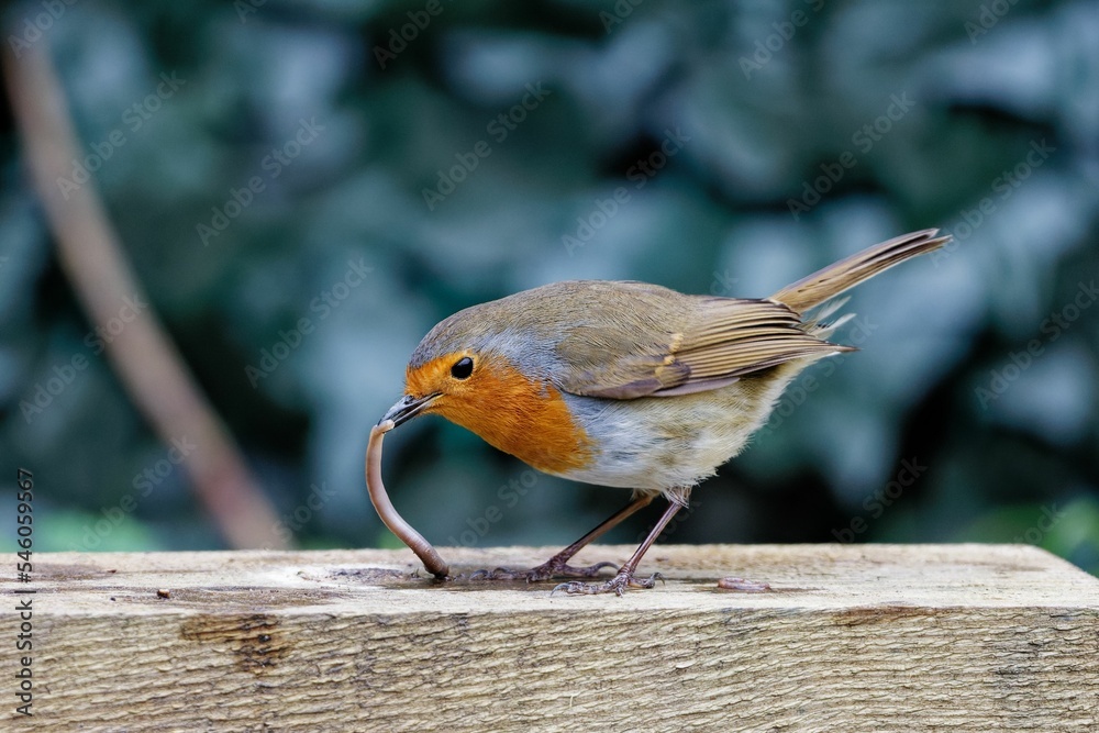 Bird Eating Worm