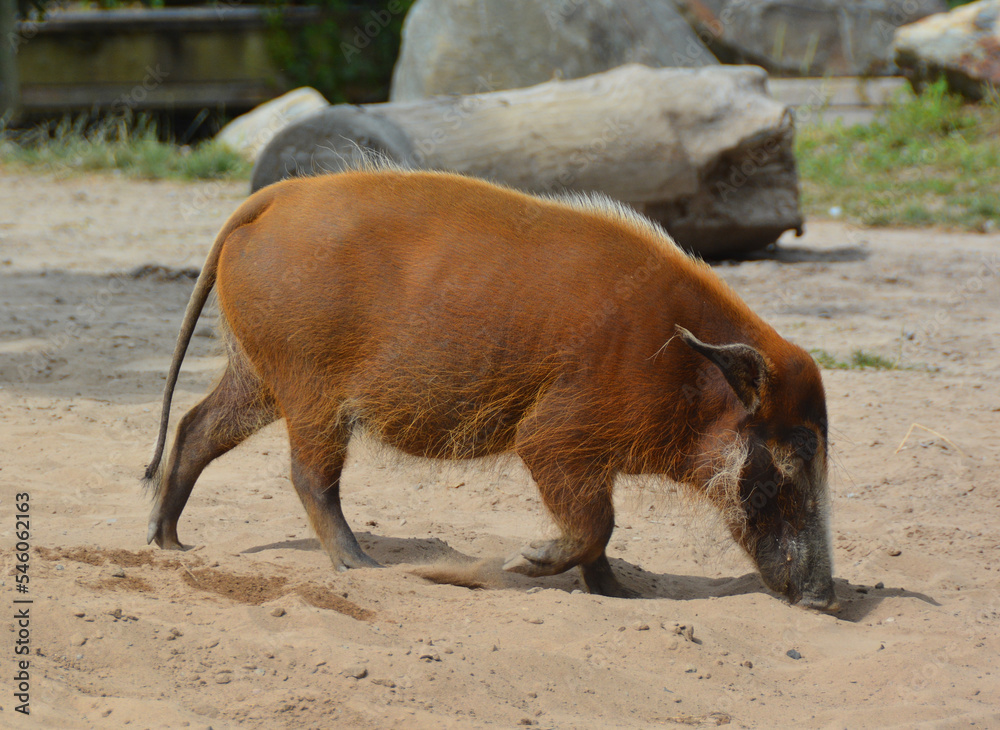 The red river hog also known as the bush pig but not to be confused ...