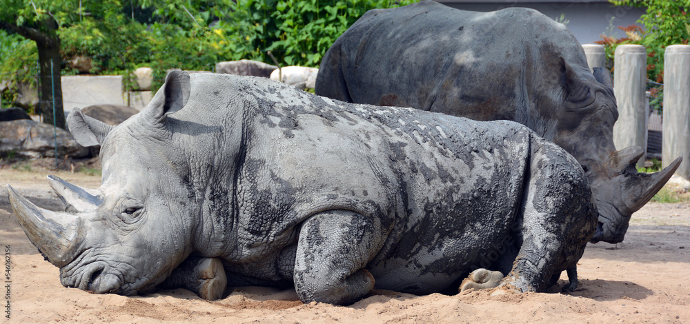 The white rhinoceros or square-lipped rhinoceros is the largest extant ...