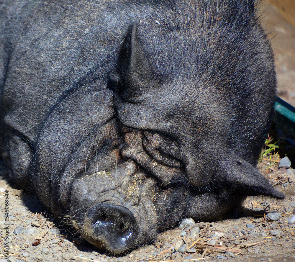The Iberian pig is a traditional breed of the domestic pig (Sus scrofa ...