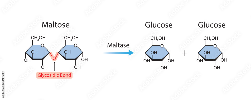 Scientific Designing of Maltase Enzyme Effect on Maltose Molecule ...