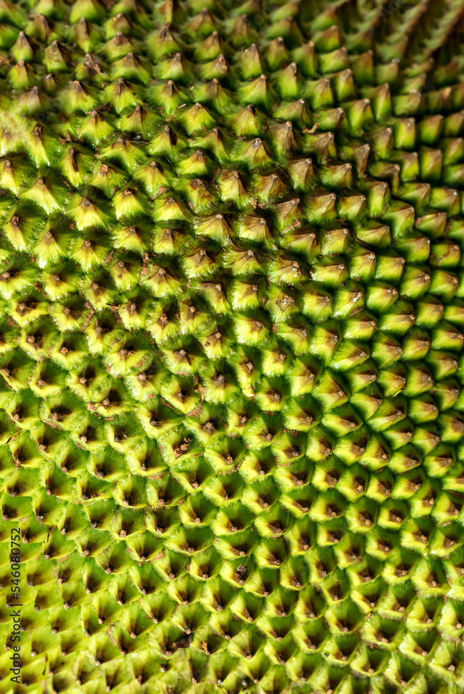 jackfruit tropical fruit, close-up macro photography, peel texture ...