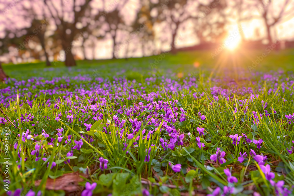 Nature spring background with Viola odorata blooming (Sweet Violet ...