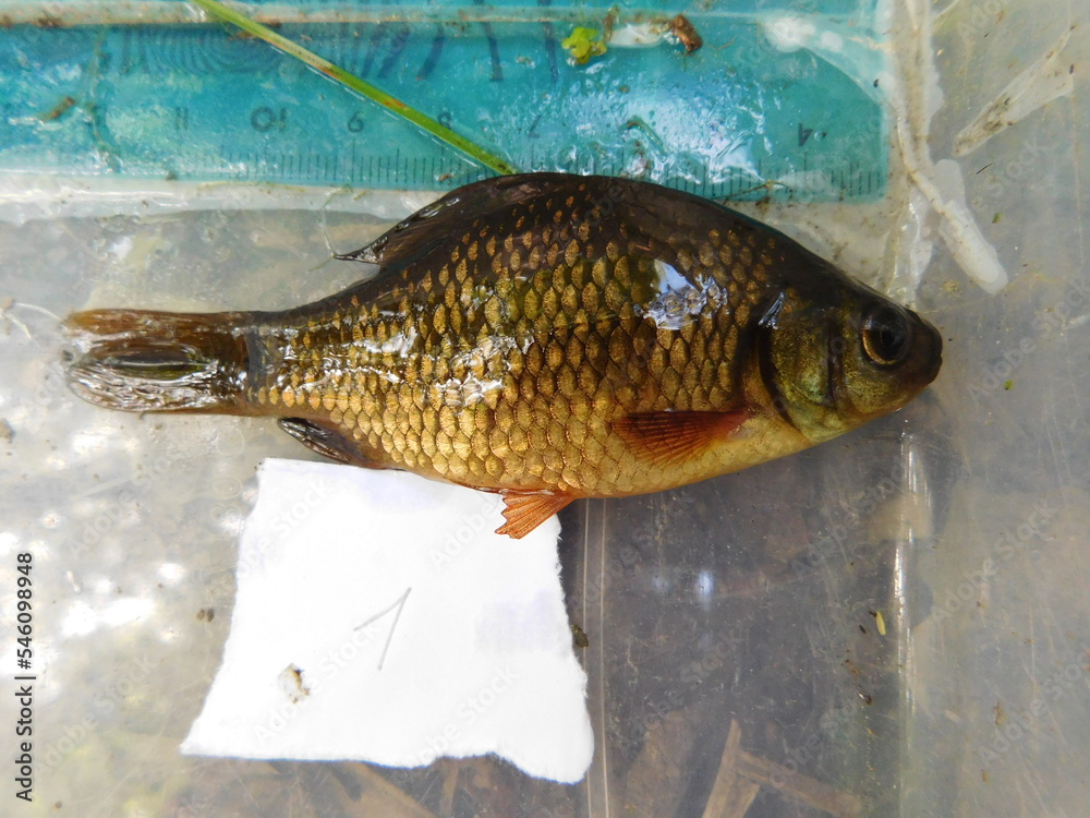 crucian carp is a medium-sized member of the common carp family ...