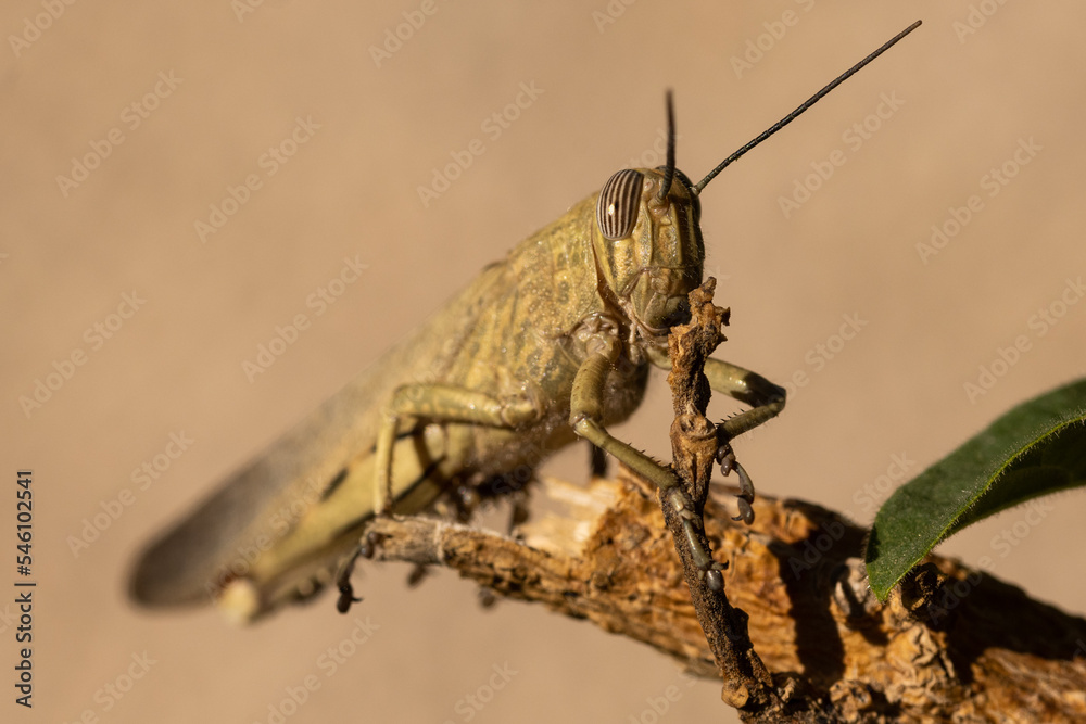 A desert locust in the wilderness of the Spanish mountains in Andalusia ...