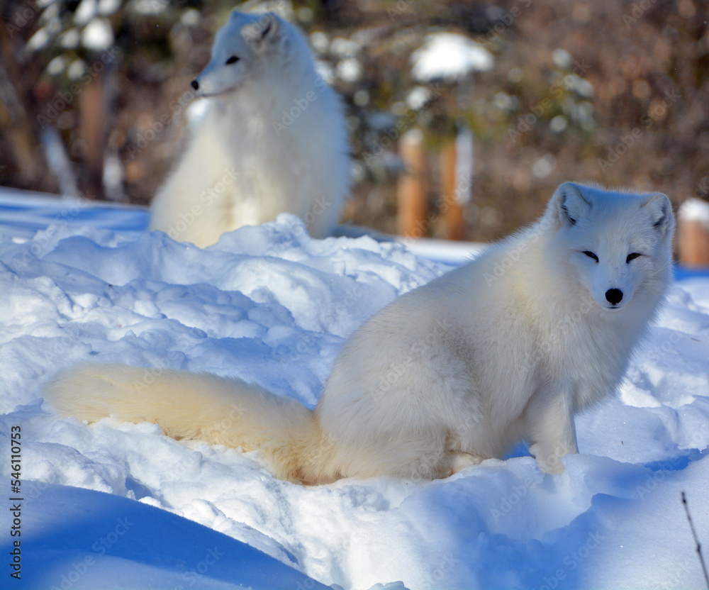 In winter arctic fox (Vulpes lagopus), also known as the white, polar ...