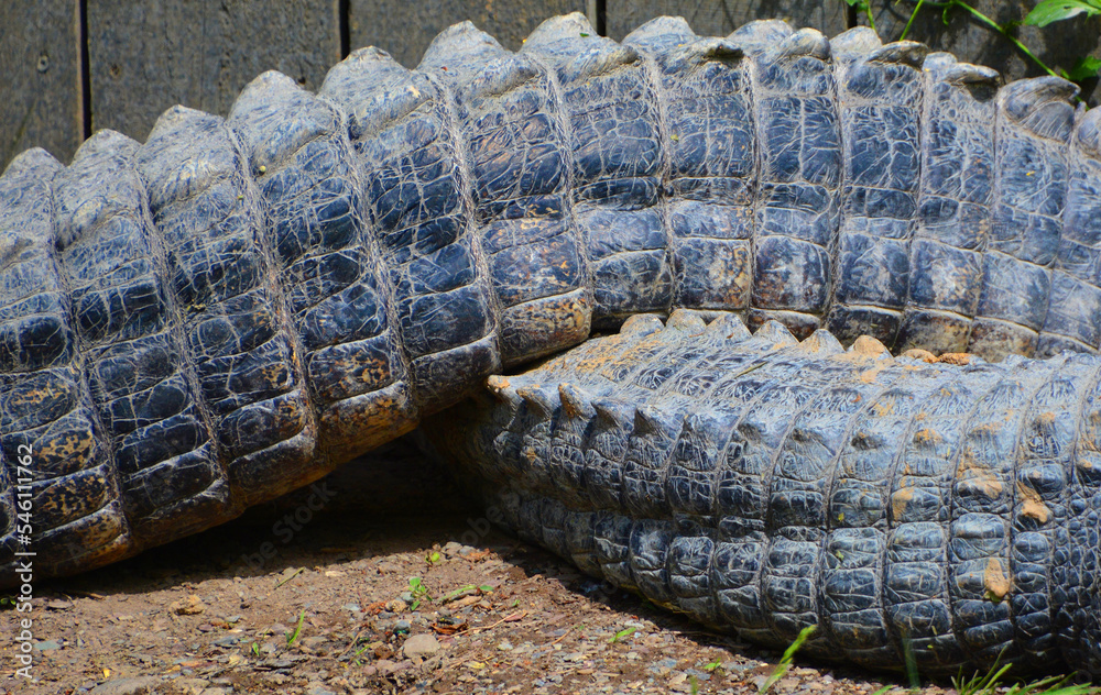 Tales of alligator are a crocodilian in the genus Alligator of the ...
