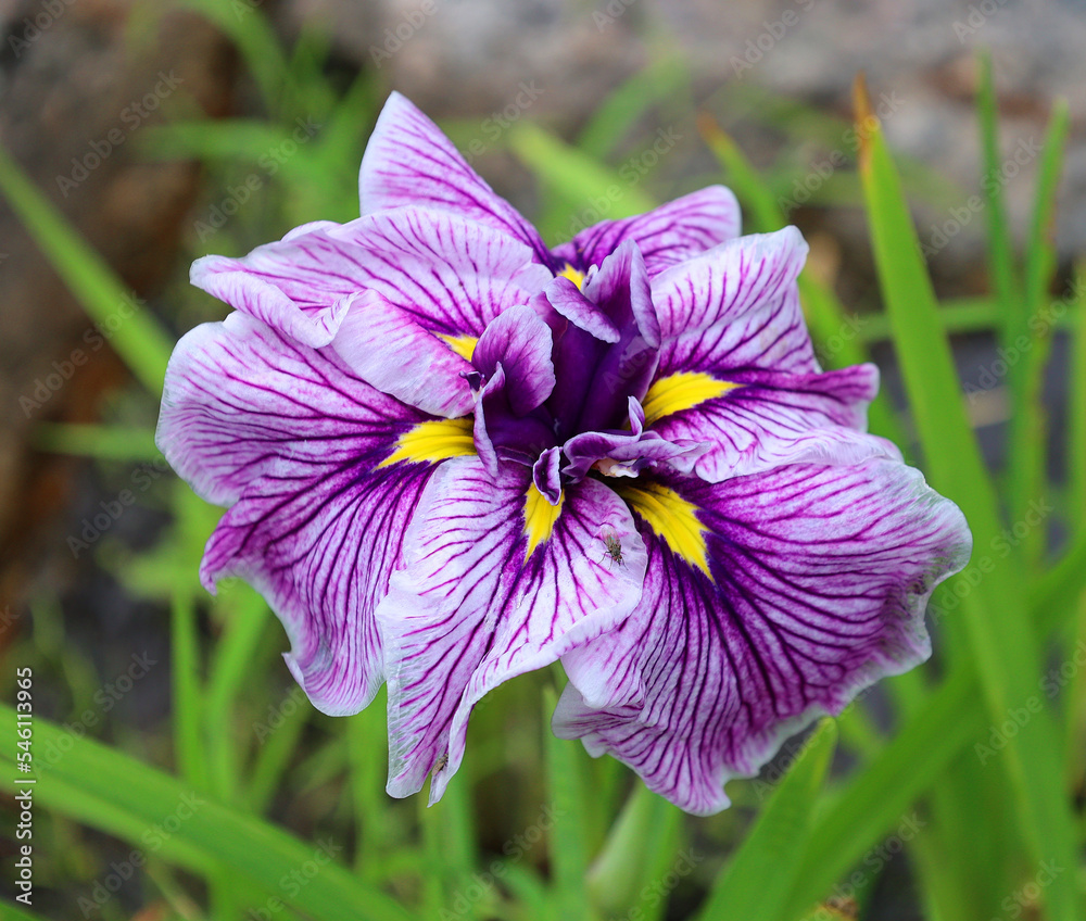 Iris is a genus of about 260–300 species of flowering plants with showy ...