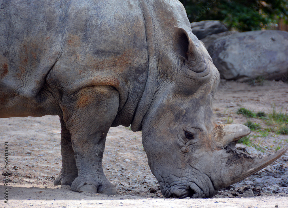 The white rhinoceros or square-lipped rhinoceros is the largest extant ...