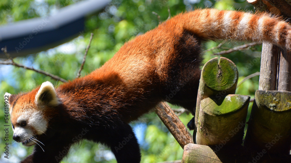 The red panda (Ailurus fulgens), also called lesser panda and red cat ...