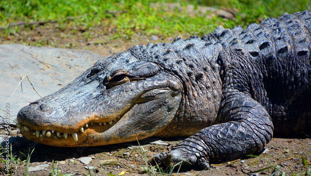 An alligator is a crocodilian in the genus Alligator of the family ...
