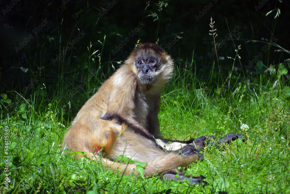 The patas monkey (Erythrocebus patas), also known as the wadi monkey or ...