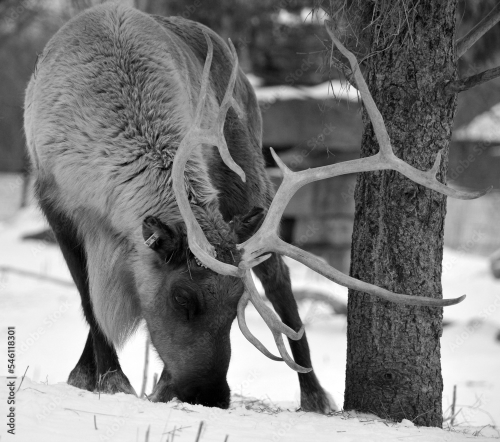 The reindeer, caribou in North America is a species of deer, native to ...