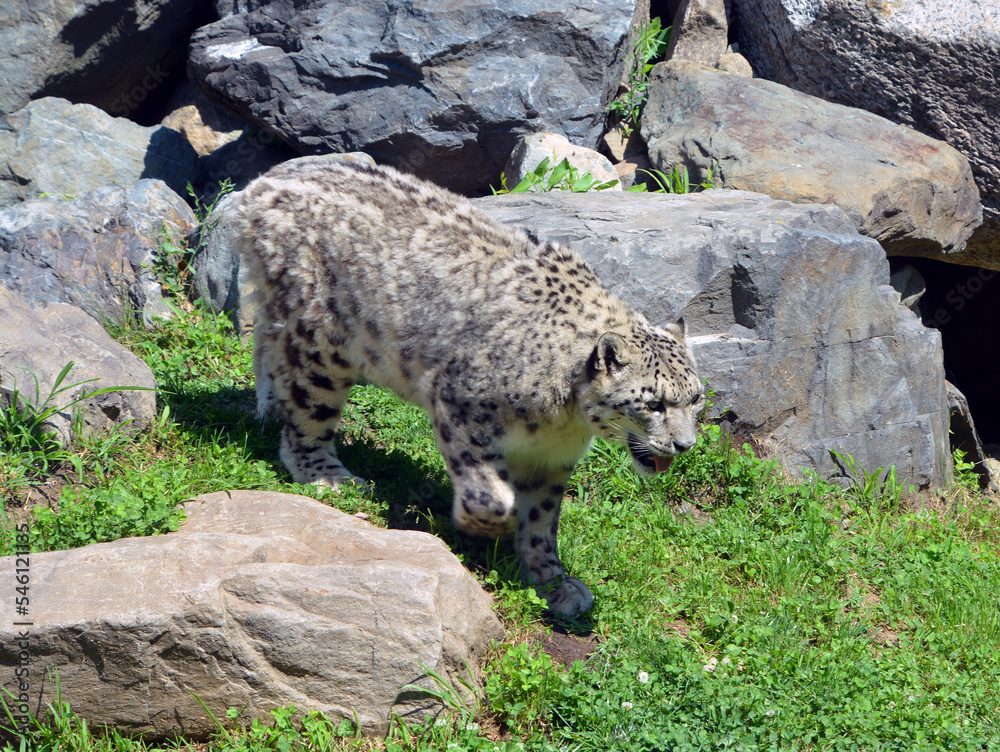 The snow leopard is a large cat native to the mountain ranges of ...