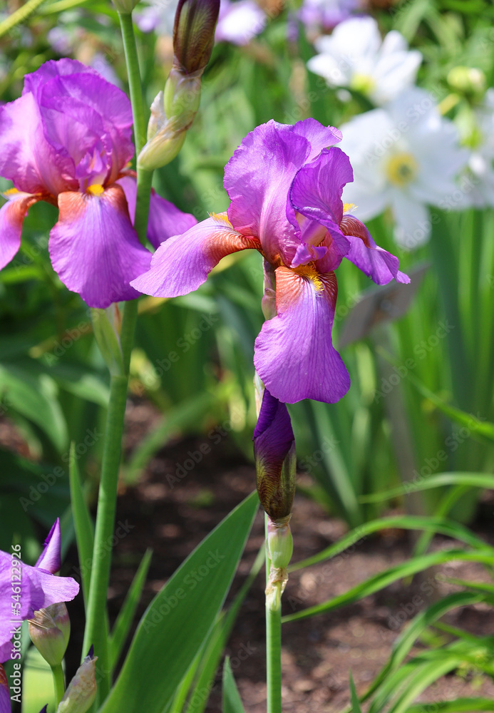 Iris is a genus of about 260–300 species of flowering plants with showy ...