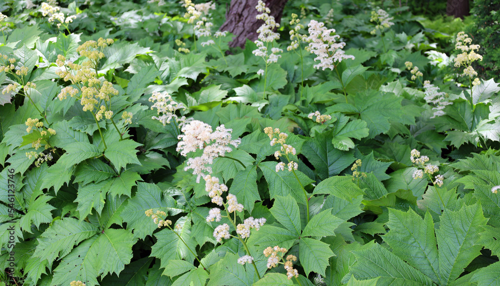 Rheum rhaponticum, the false rhubarb, rhapontic rhubarb or rhapontic ...