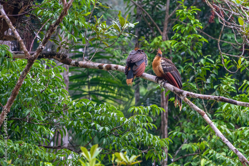 Pair of Hoatzin birds (Stinkbird or reptile bird - Opisthocomus hoazin ...