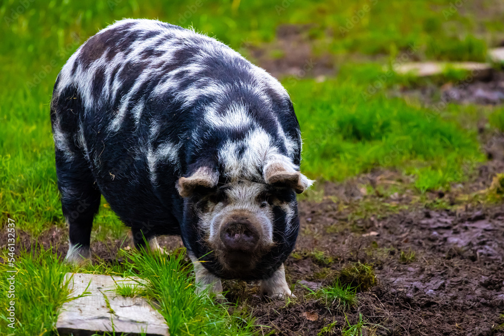 Pig farm life, black and white pig feeding Stock Photo | Adobe Stock