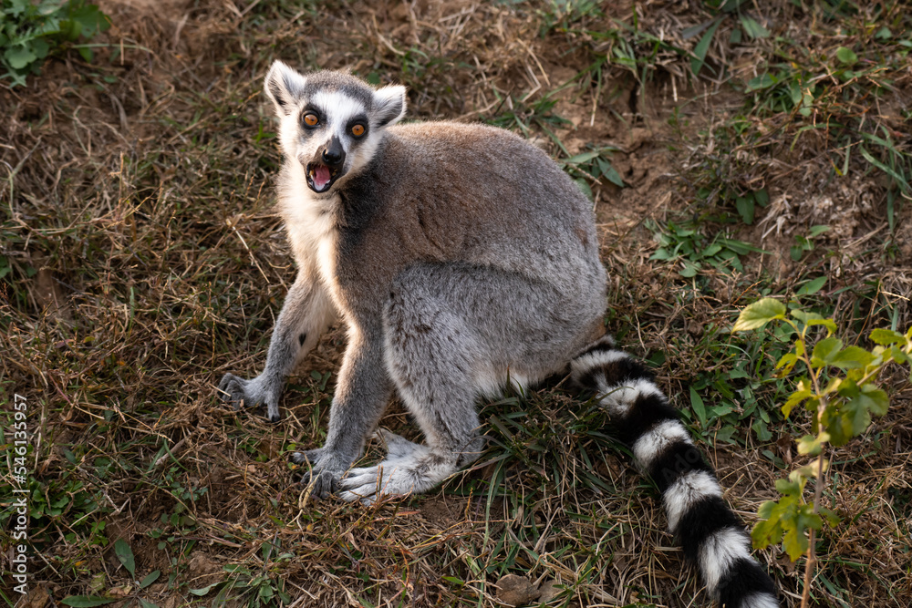 Ring-tailed lemur basking in the sun with the open mouth. Ring-tailed ...