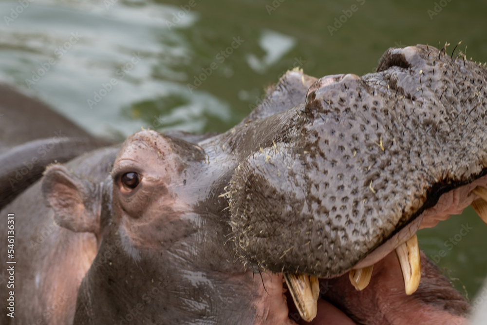 Hippo opening jaws. Head closeup. One adult hungry hippo standing at ...