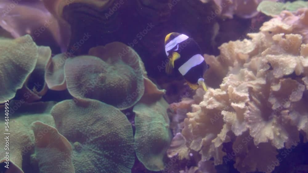 Bright fish swim in an aquarium at the bottom with sea plants and ...