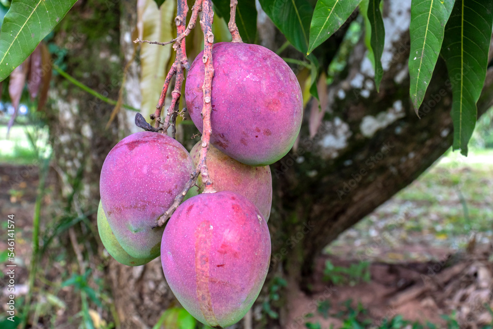 Mango Fruits are Ripening on mango tree orchard in Brazil pomar de ...