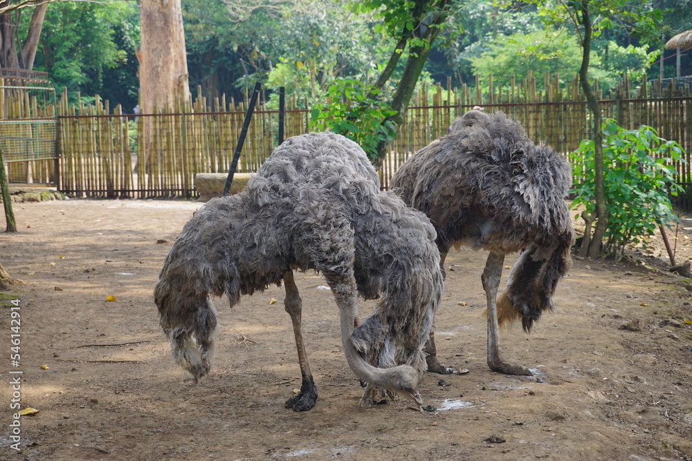 Common Ostrich - Struthio camelus is a species of flightless bird ...