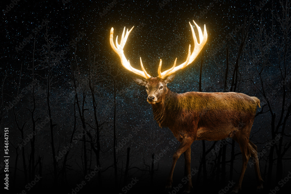 Moose with illuminated horns walks at night in the forest Stock Photo ...