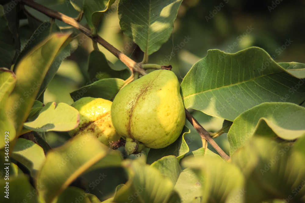 Capture of guavas hanging on the tree's branch. Hanging guava fruit. Close up of guavas ...