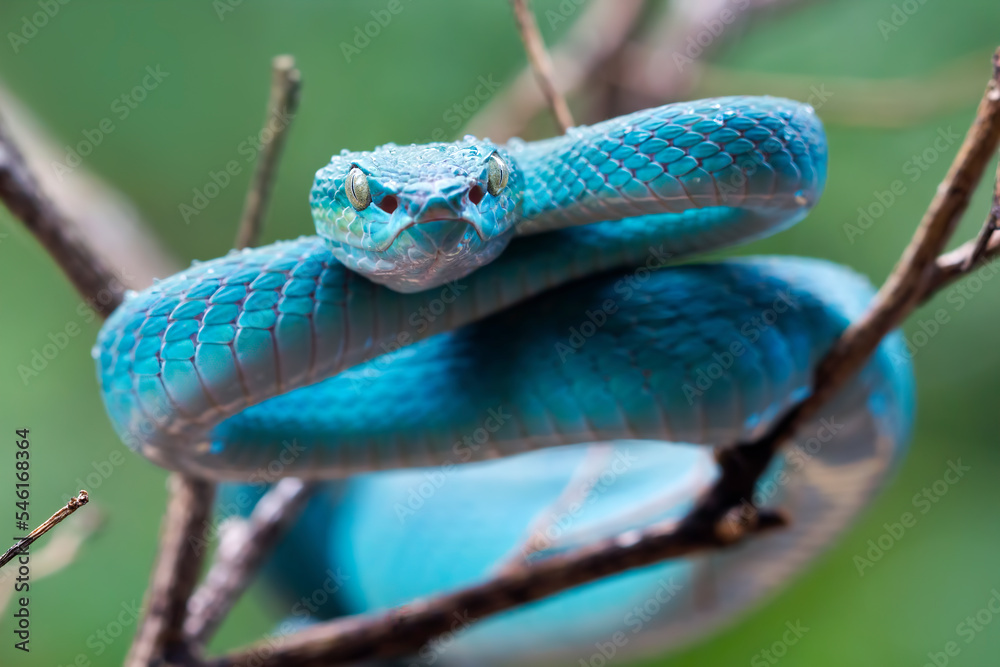 Blue viper snake closeup face, head of viper snake, Blue insularis ...