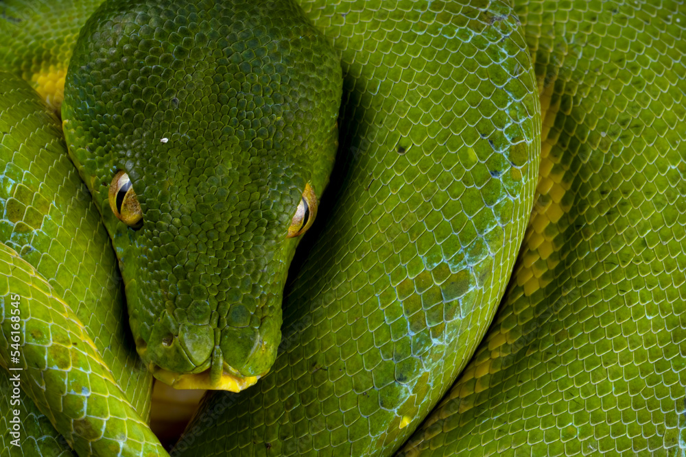 Green tree python snake on branch, Indonesian Morelia viridis snake ...