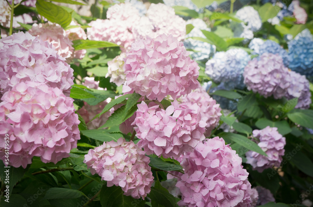 Beautiful hydrangea flowers background Stock Photo | Adobe Stock