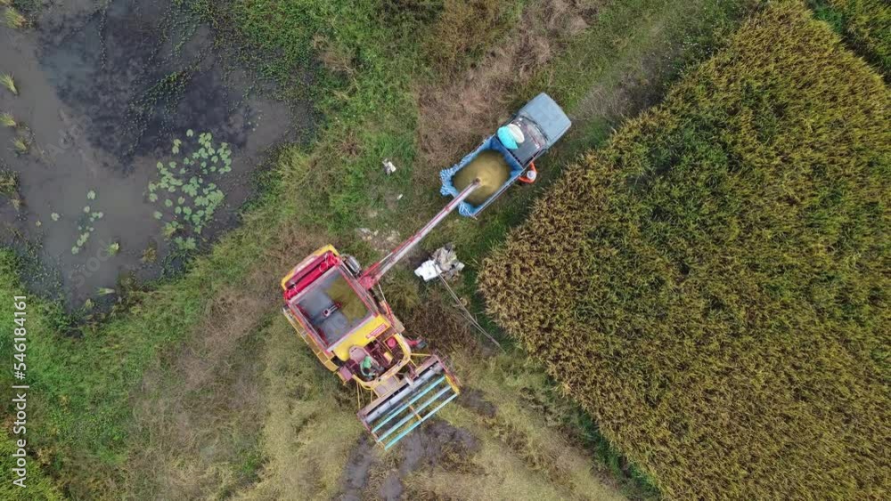 Harvesting rice with a combine in a rice field. Drones fly over workers ...