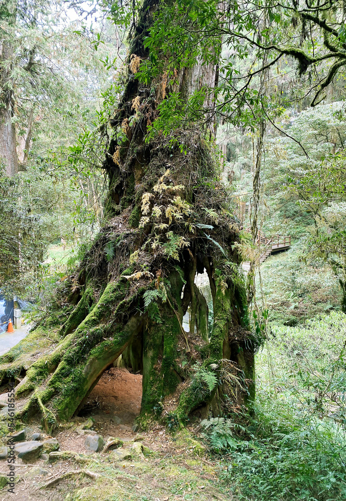 Beautiful scenery of tree cave in Alishan Forest, Taiwan Stock Photo ...