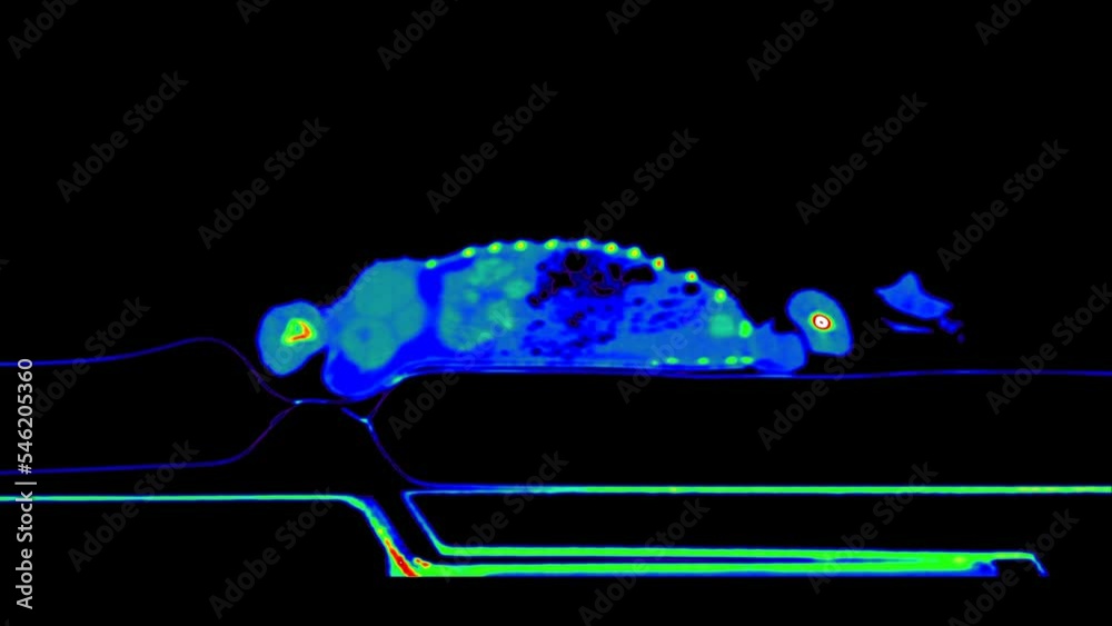Vidéo Stock multi color CT scan of a Bearded dragon pet on a black ...