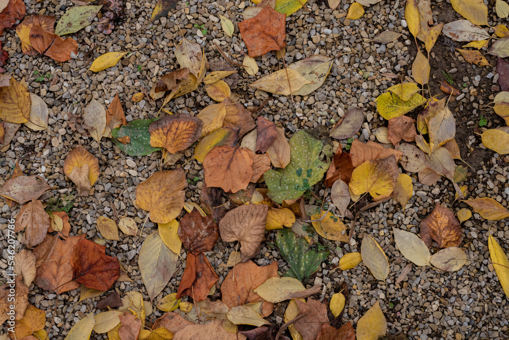 Seamless Dry Leaf Texture