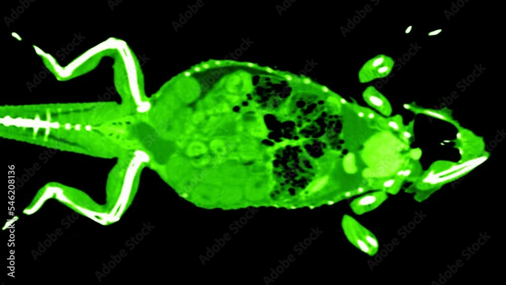 multi color CT scan of a Bearded dragon pet on a black background ...