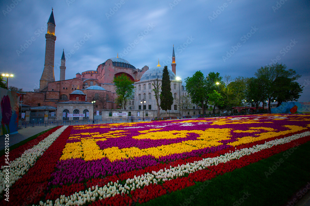 Tulip Festival in Sultahahmet Square. Tulips and Blue Mosque in ...
