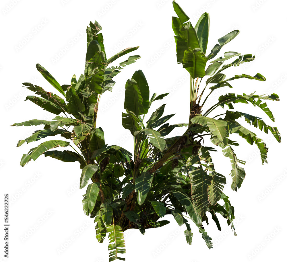 Isolated cutout of a banana tree on a transparent background Stock ...